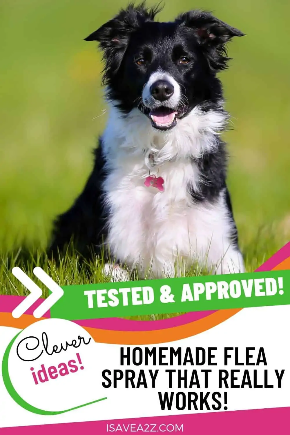 Homemade Homemade Flea Spray for dogs! Chemical free!